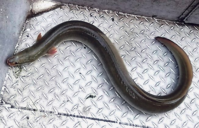Eel captured in Cottonwood Lake trap set by DNR | News, Sports, Jobs ...